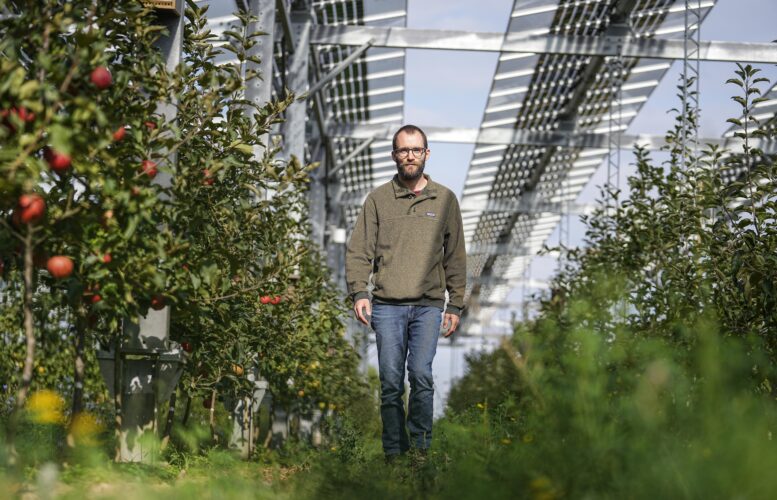 Sweet return: German farmer gets both solar power and apples | News ...